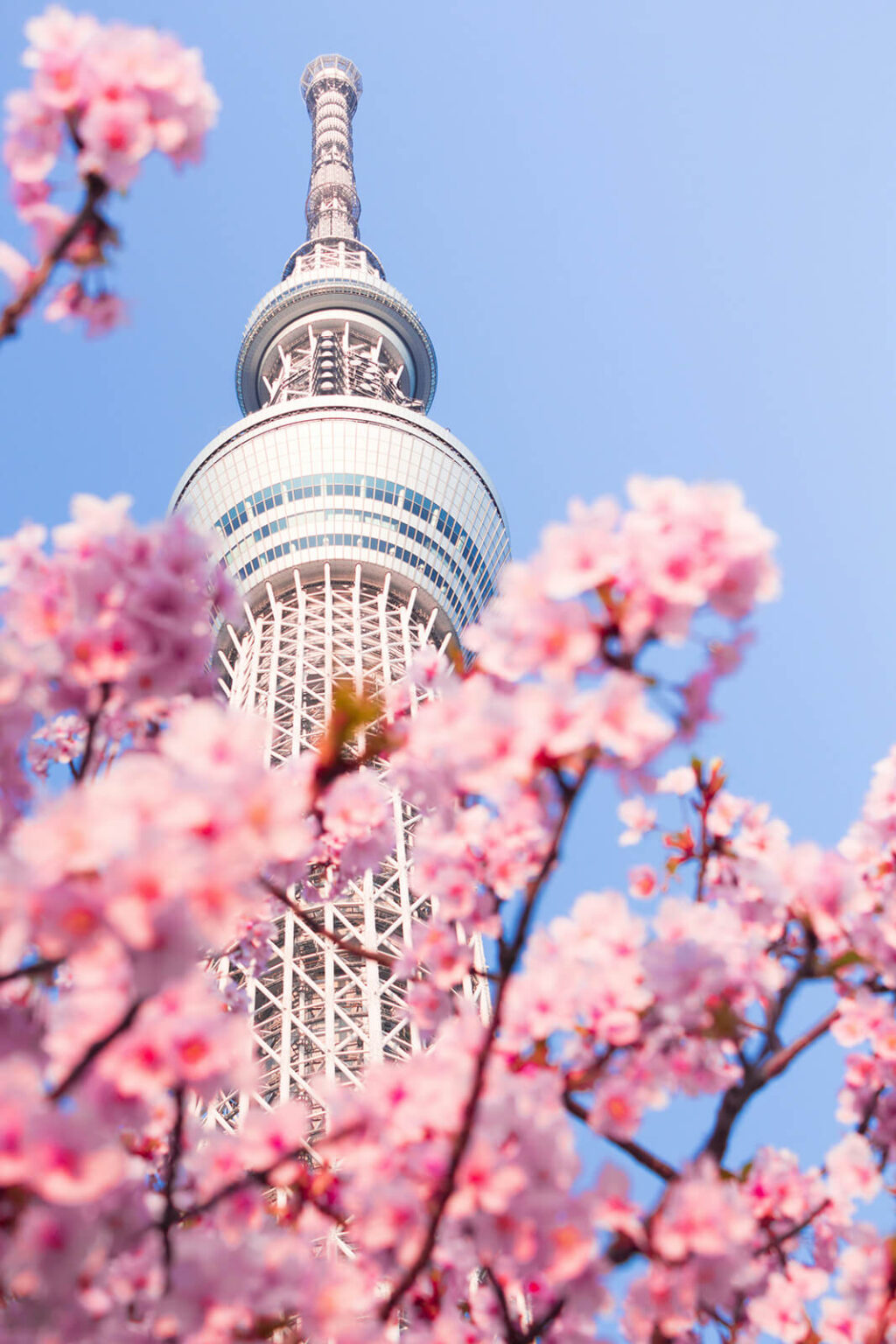 Summer School Tokyo 2026: Academic and Career Programmes