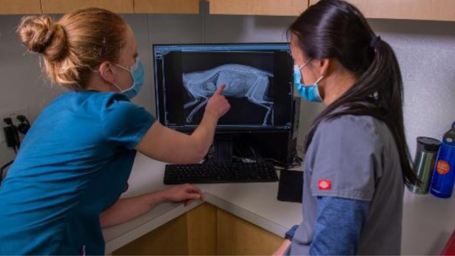 15 Veterinary Studies Summer Programs for High School Students ...